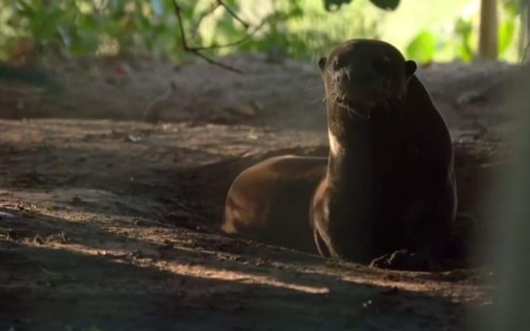 Parque Iberá: una nutria gigante se sumó al proyecto de reintroducción | El Territorio