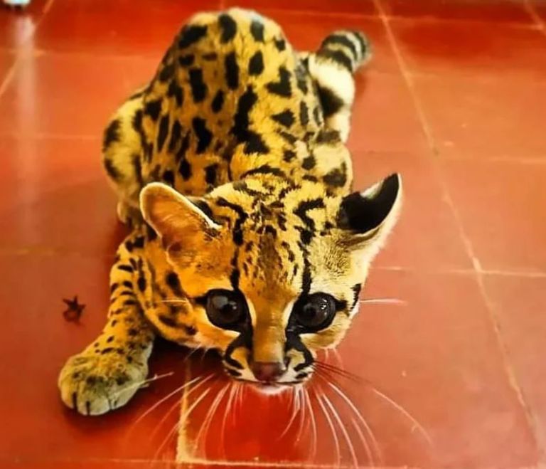 Rescataron a un ejemplar de Margay que se encontraba sobre la ruta 103 ...