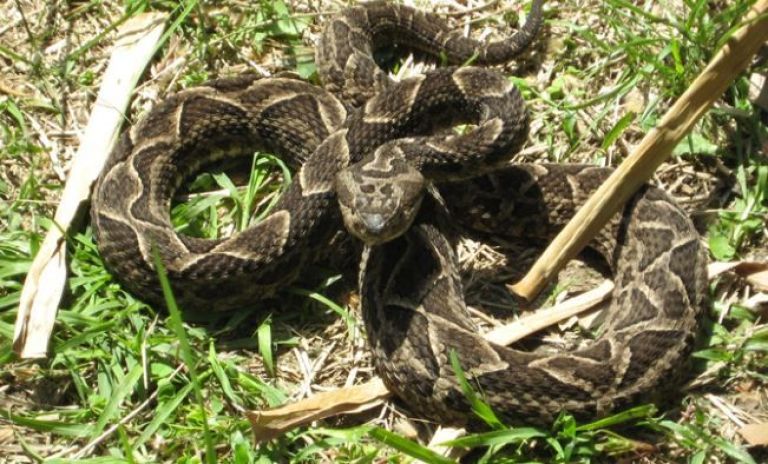 Envenenamiento: la provincia registra 622 accidentes con víboras | EL ...