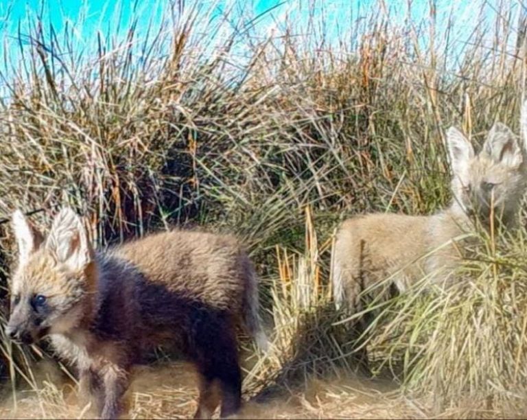 Cachorros de aguará guazú crecen libres en el Iberá | EL TERRITORIO ...