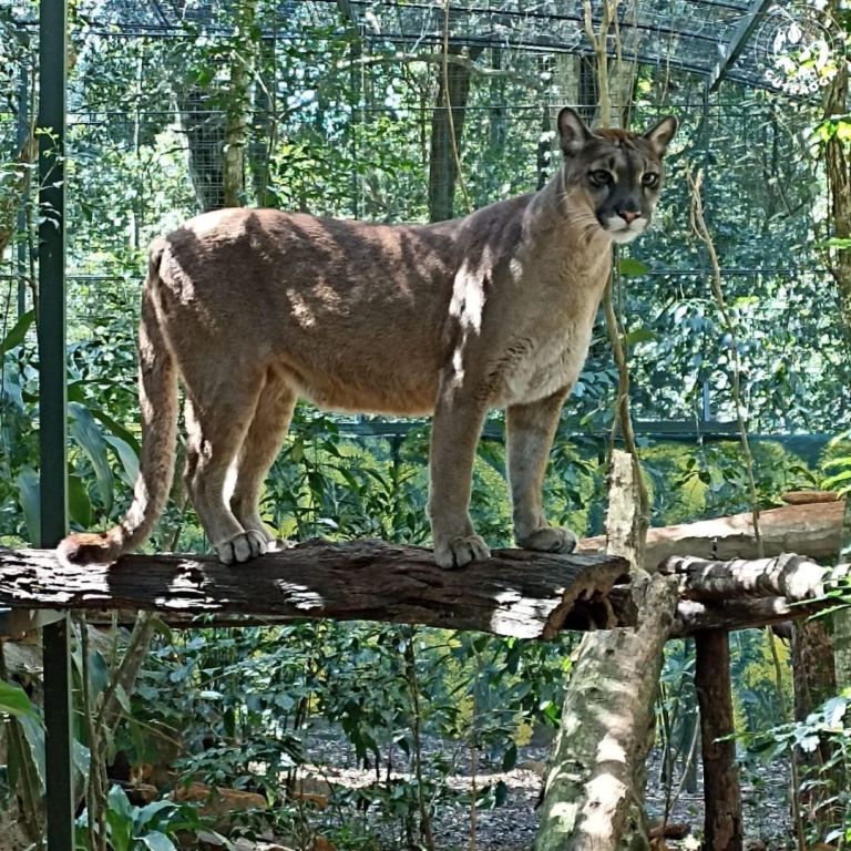 Continúa la búsqueda del puma que se escapó del refugio Güirá Oga en ...