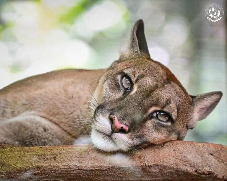 La historia de las pumas Espumita y Arana y por qué no pueden regresar ...